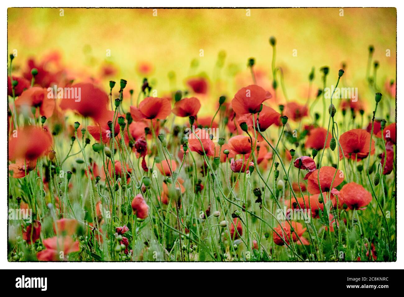 Poppy field Cut Out Stock Images & Pictures - Alamy