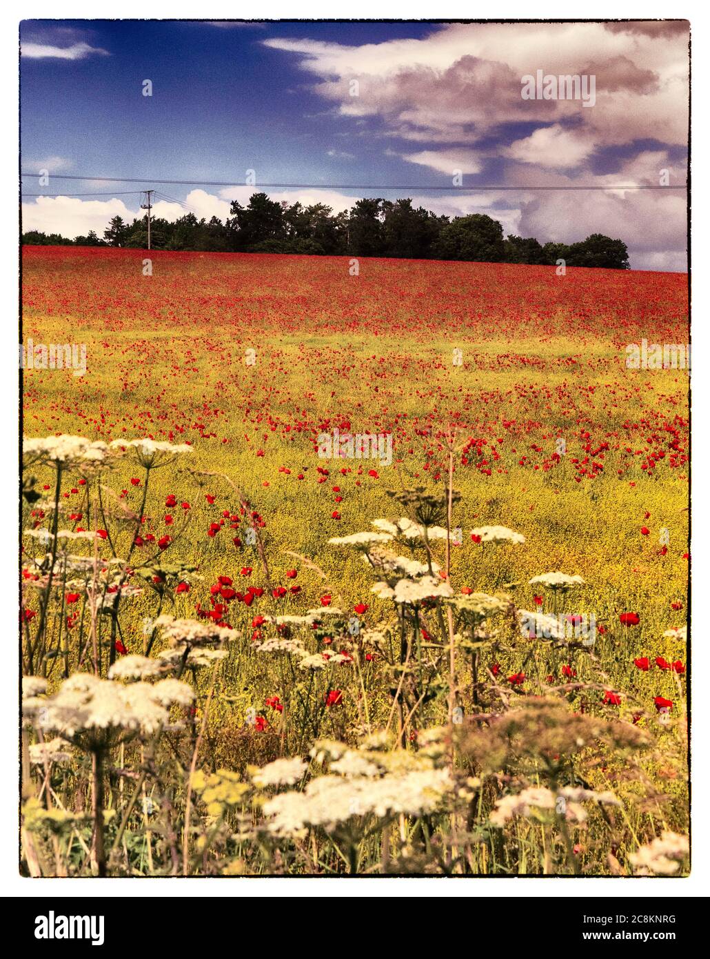 Poppy field Cut Out Stock Images & Pictures - Alamy