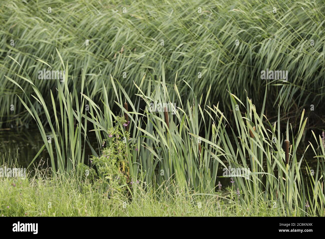 Bulrush Flower High Resolution Stock Photography and Images - Alamy