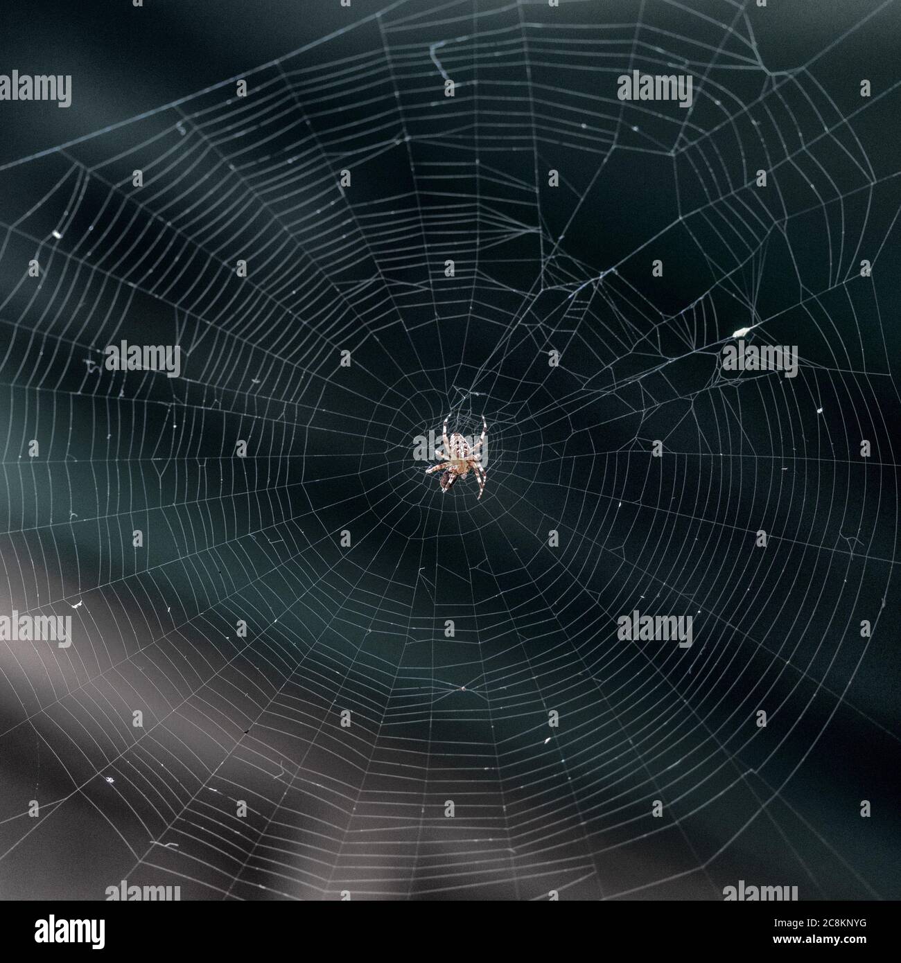 Spider back pattern hi-res stock photography and images - Alamy