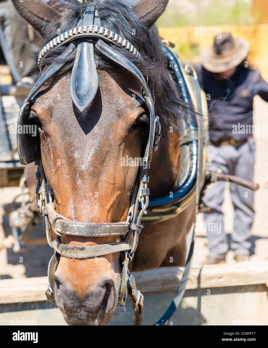 Horse with blinders hi-res stock photography and images - Alamy