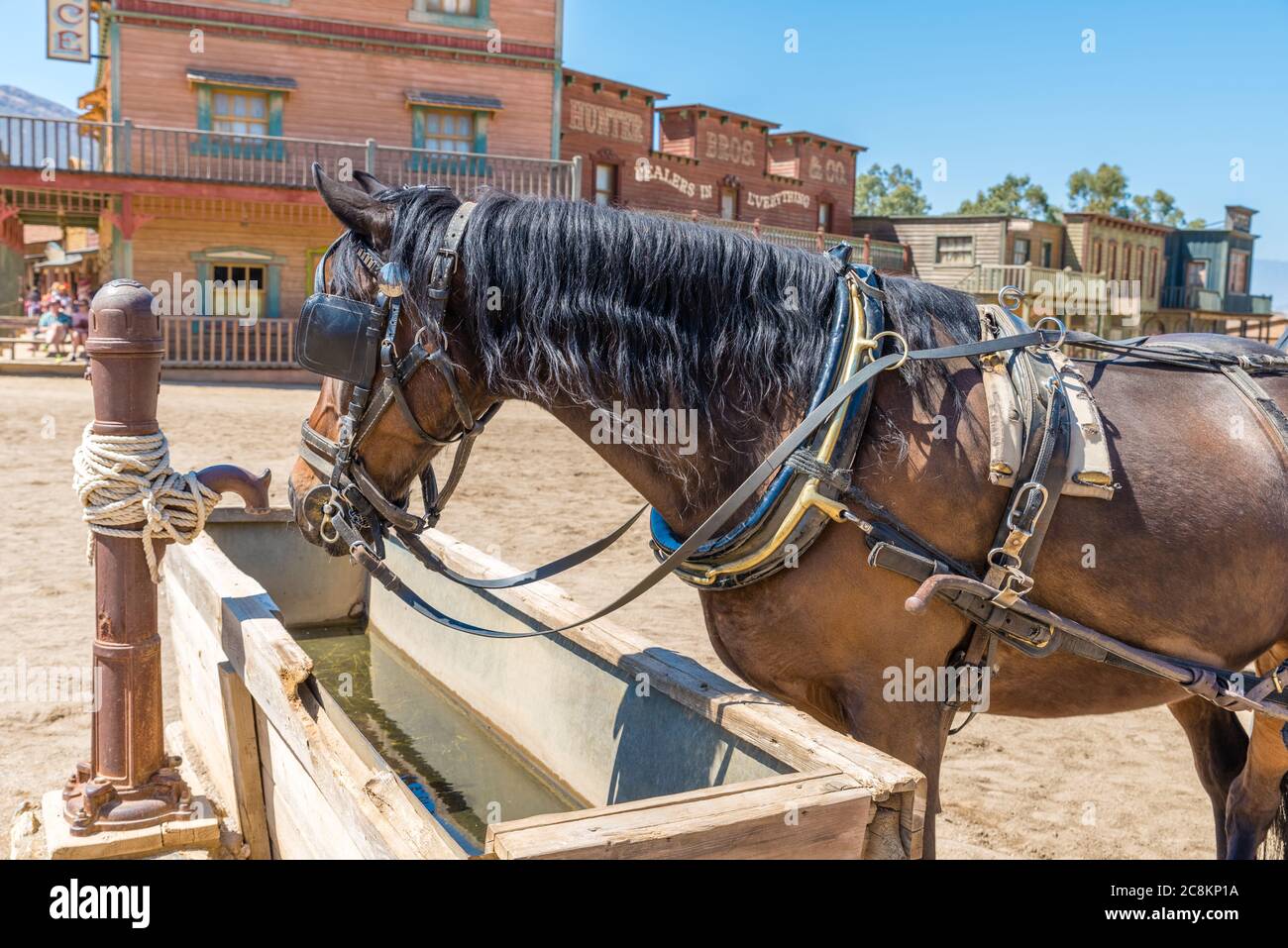 Working horse with blinders Stock Photo - Alamy