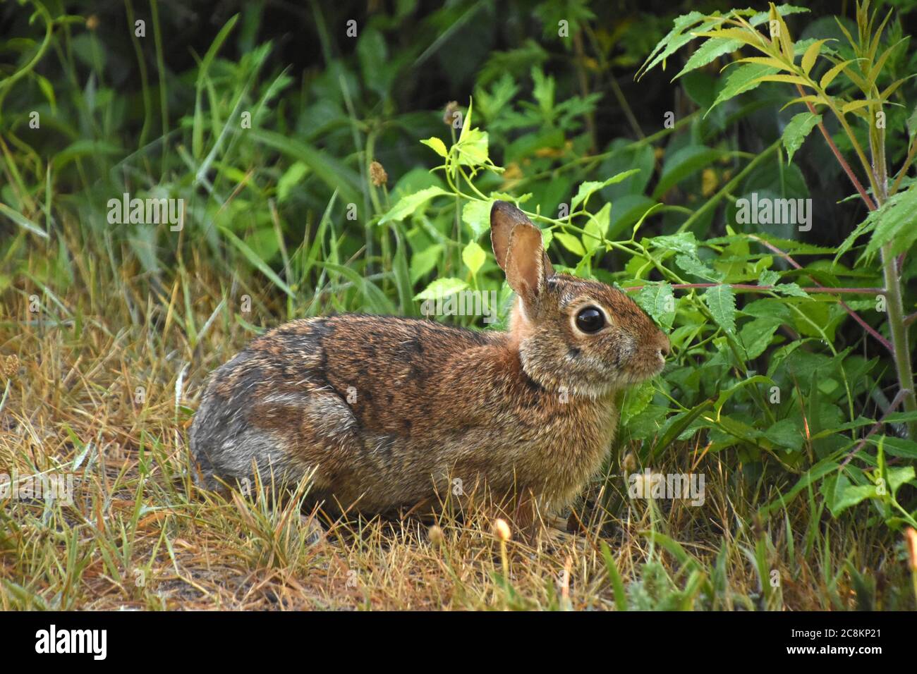 Hare grove hi-res stock photography and images - Alamy