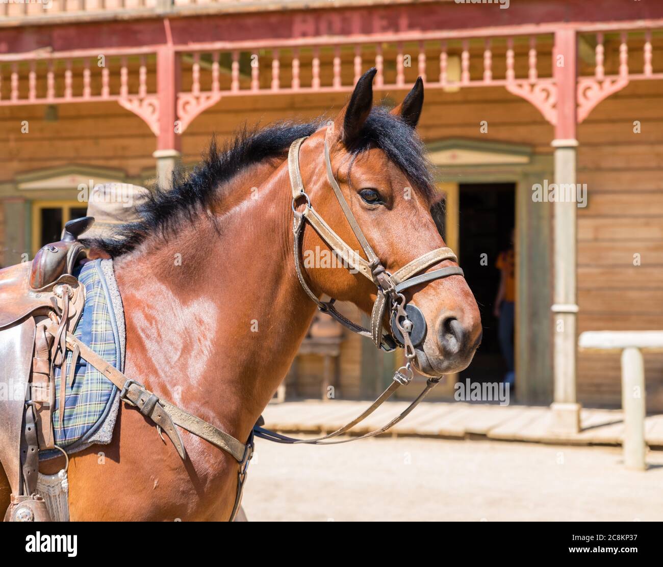 Horse with blinders hi-res stock photography and images - Alamy