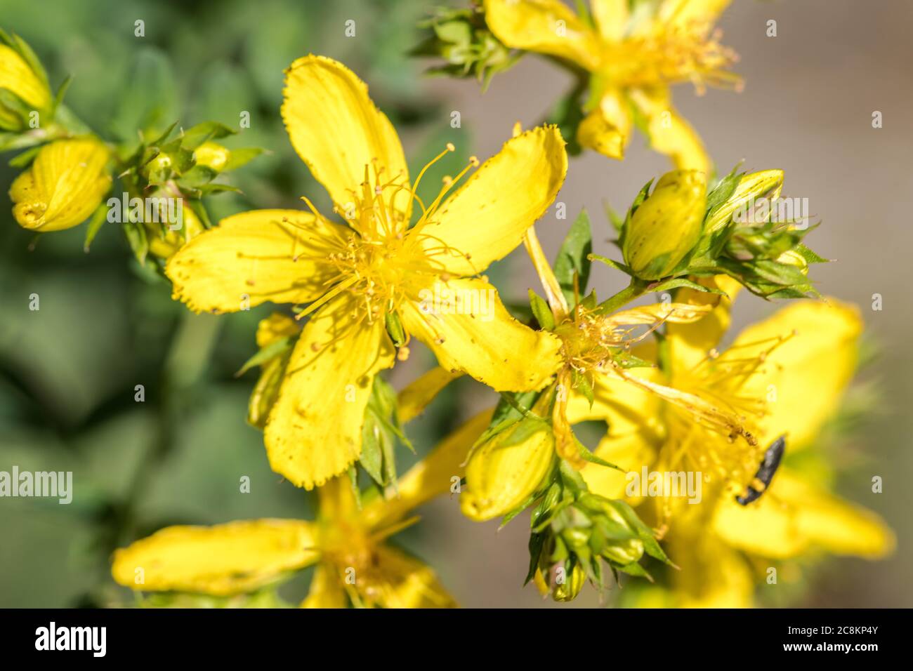 Perforate St John's-wort (Hypericum perforatum Stock Photo - Alamy