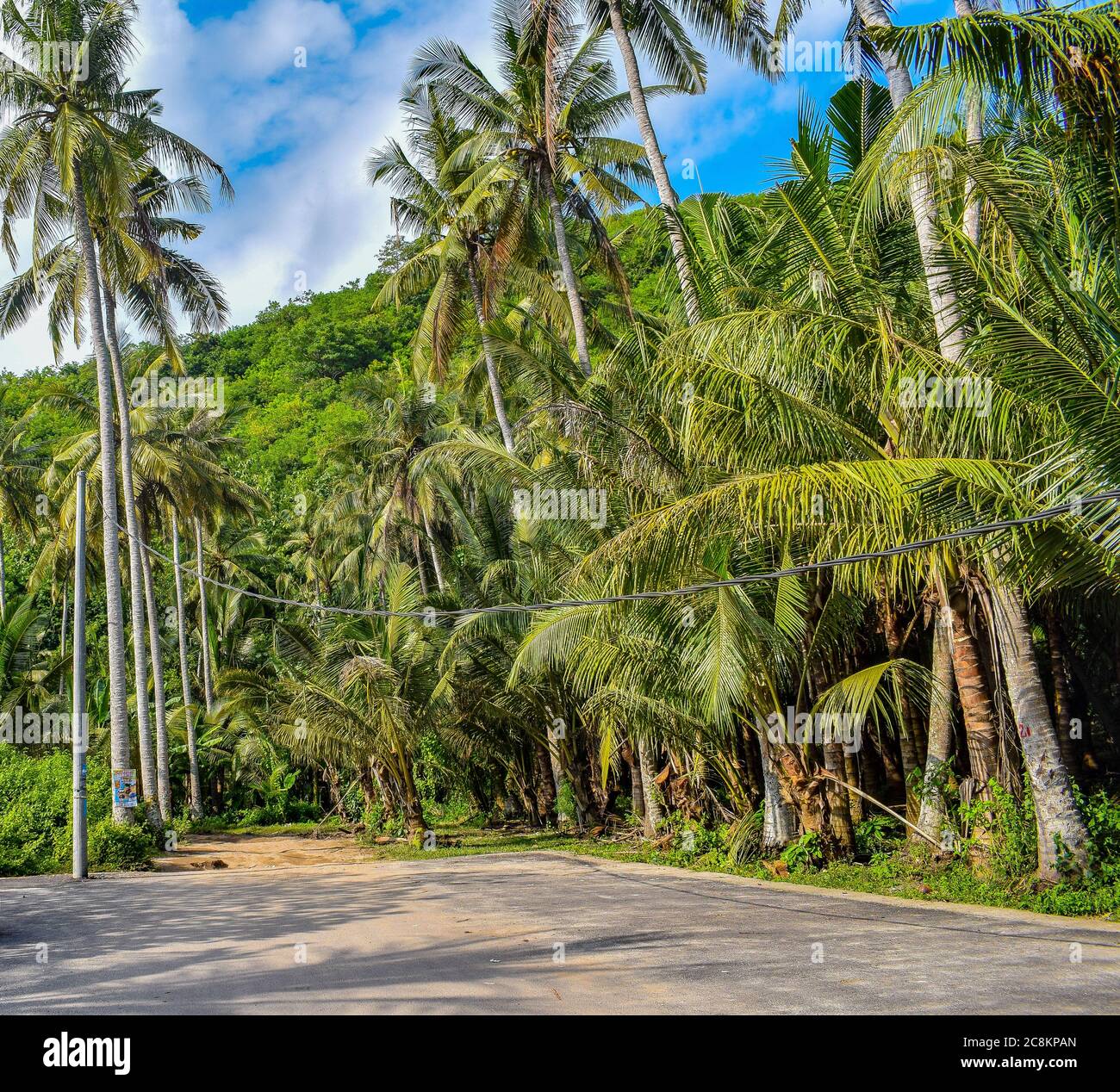 Big tree with branches and land with herbs, Big Trees in nature, scenic ...