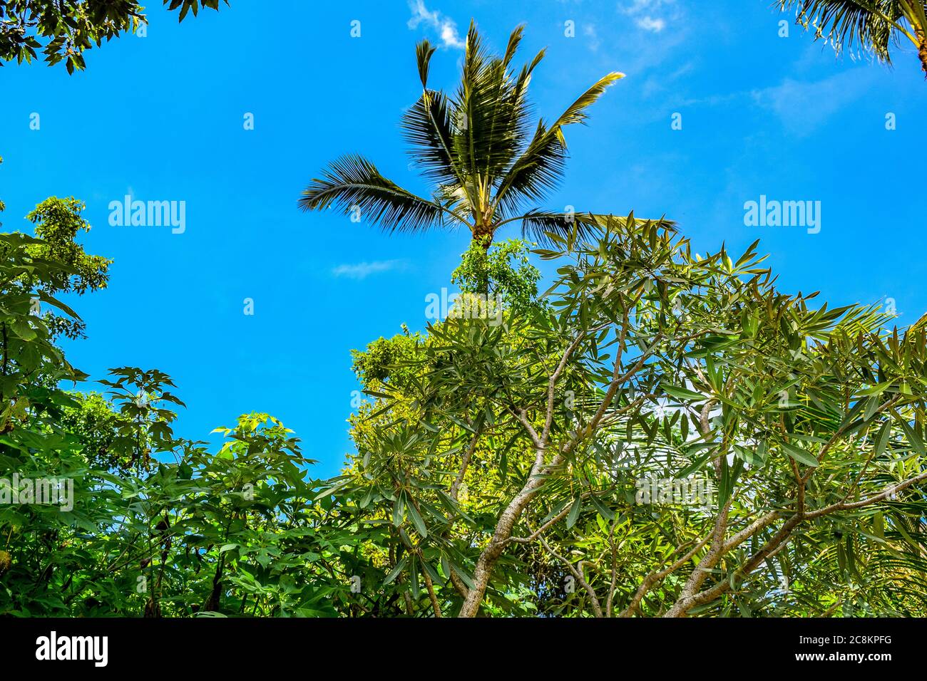 Big tree with branches and land with herbs, Big Trees in nature, scenic ...