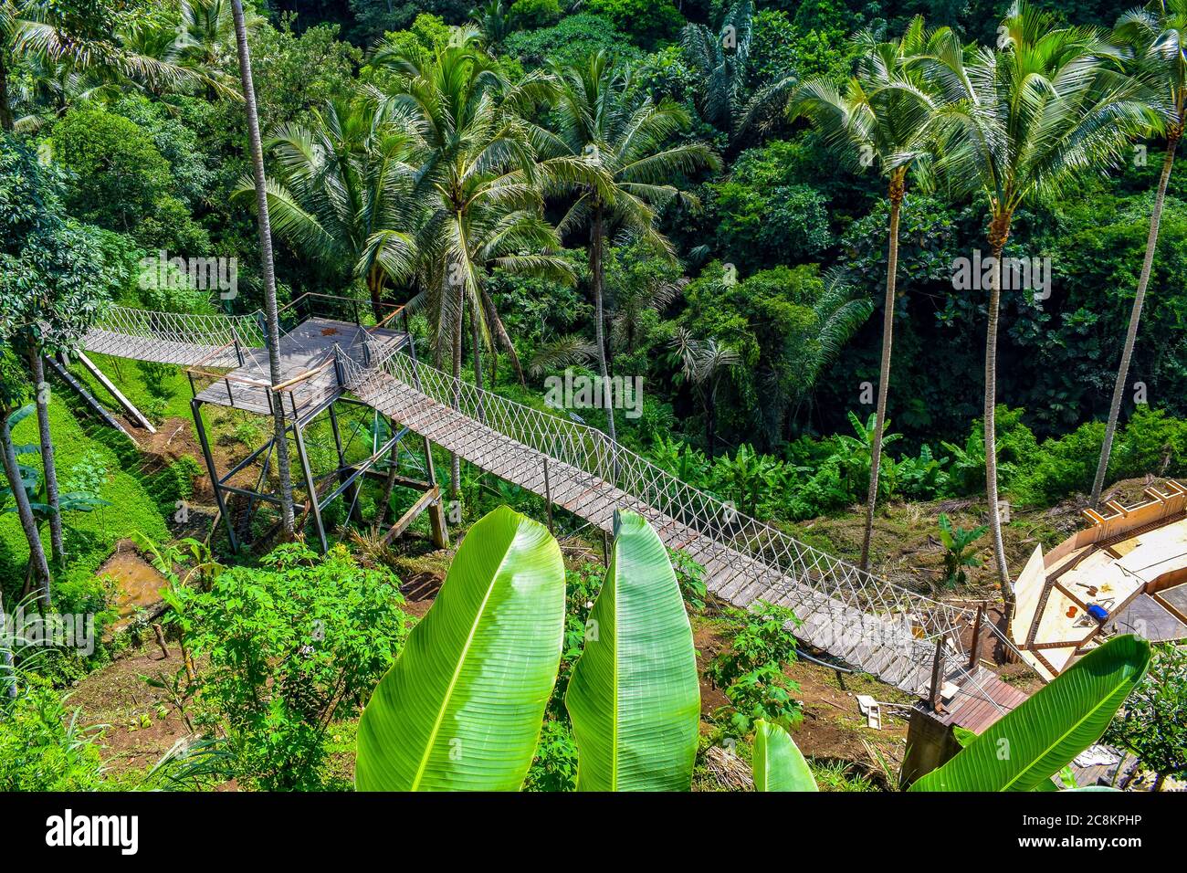 Big tree with branches and land with herbs, Big Trees in nature, scenic ...