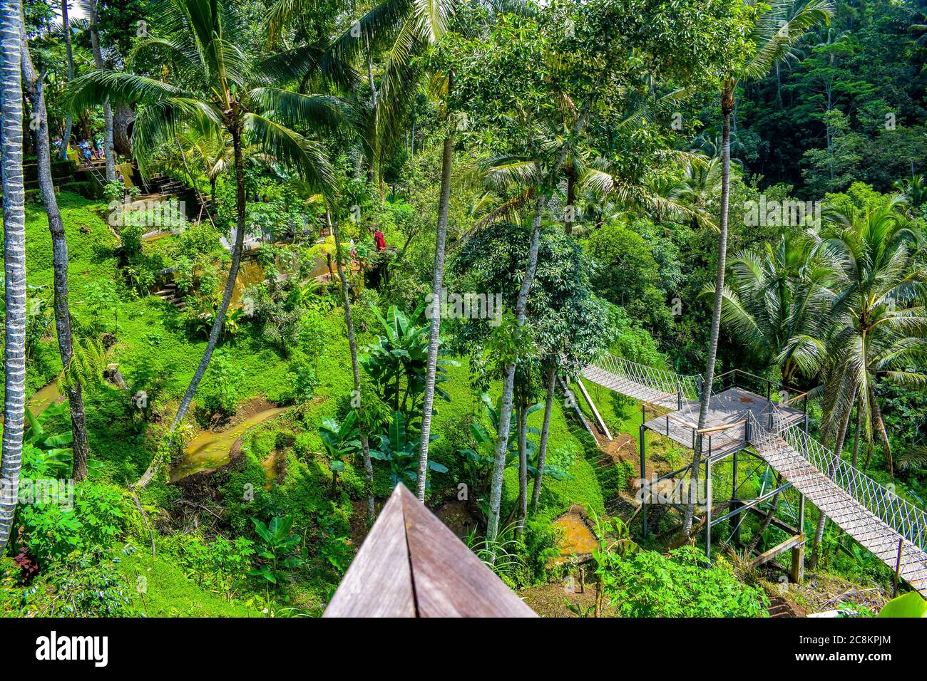 Big tree with branches and land with herbs, Big Trees in nature, scenic ...