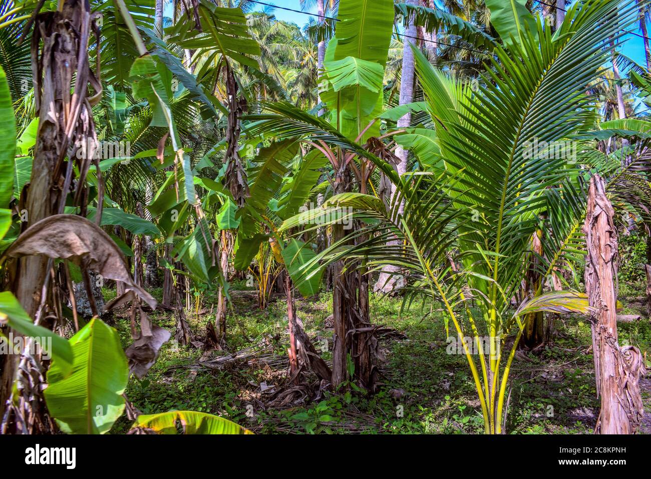 Big tree with branches and land with herbs, Big Trees in nature, scenic ...