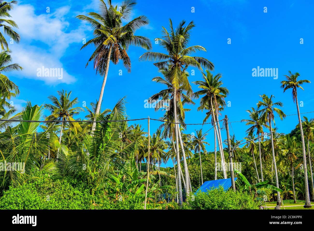 Big tree with branches and land with herbs, Big Trees in nature, scenic ...