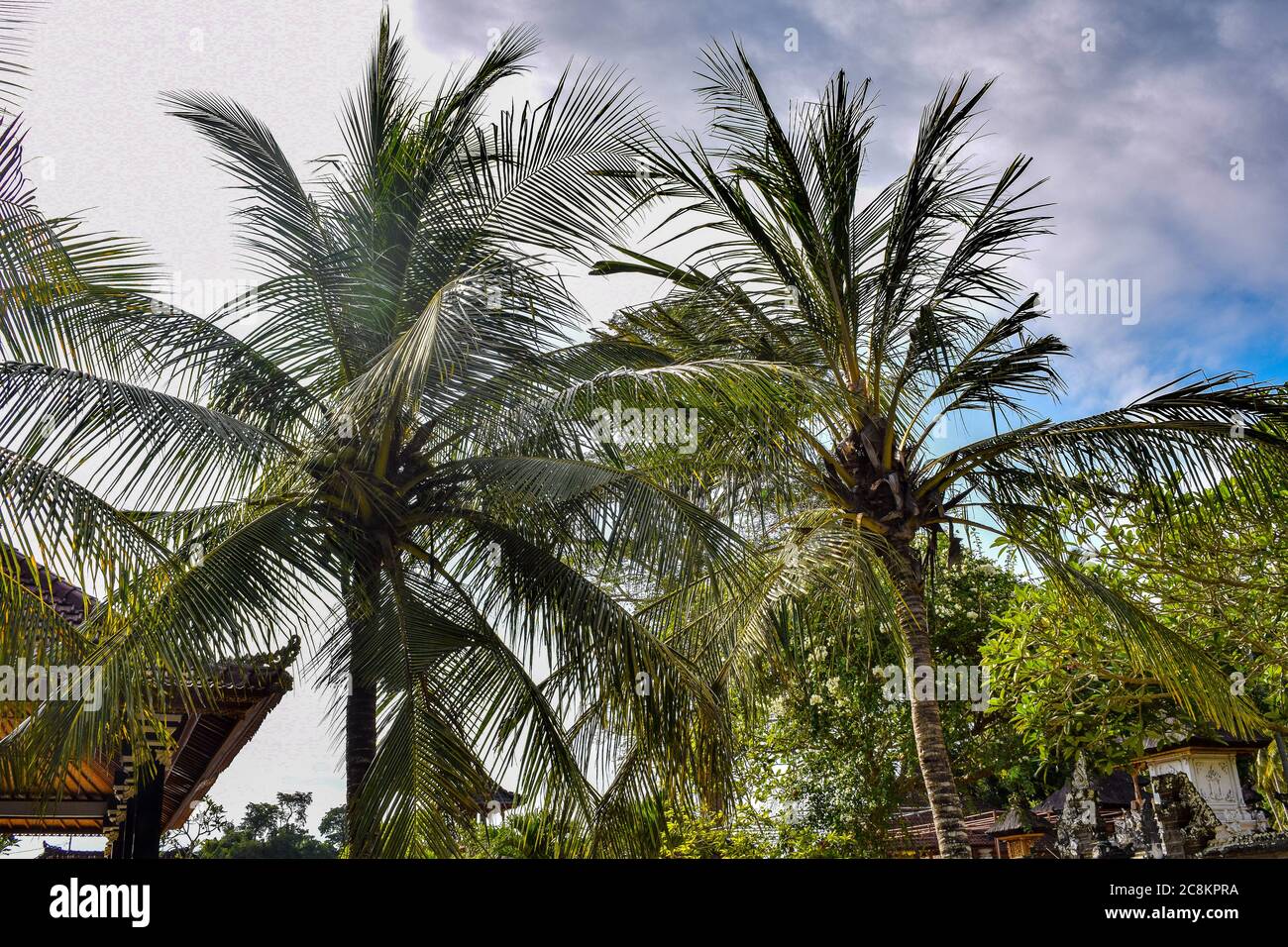 Big tree with branches and land with herbs, Big Trees in nature, scenic ...