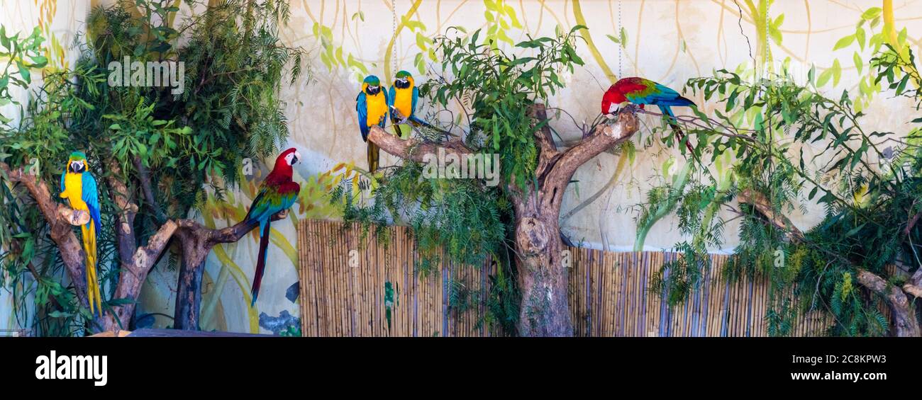 Beautiful parrots on the branch of the tree in the nature habitat ...