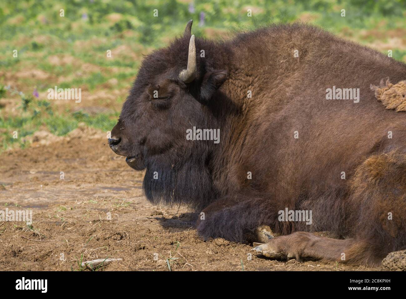 Bison close up hi-res stock photography and images - Alamy