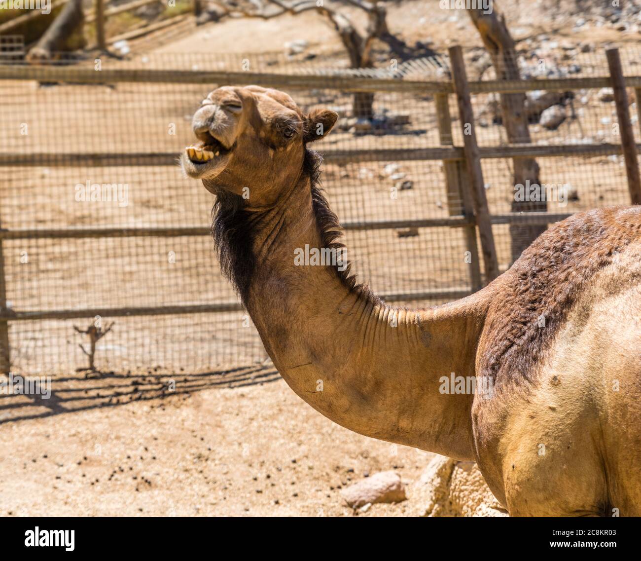 Arabian camels dubai hi-res stock photography and images - Alamy