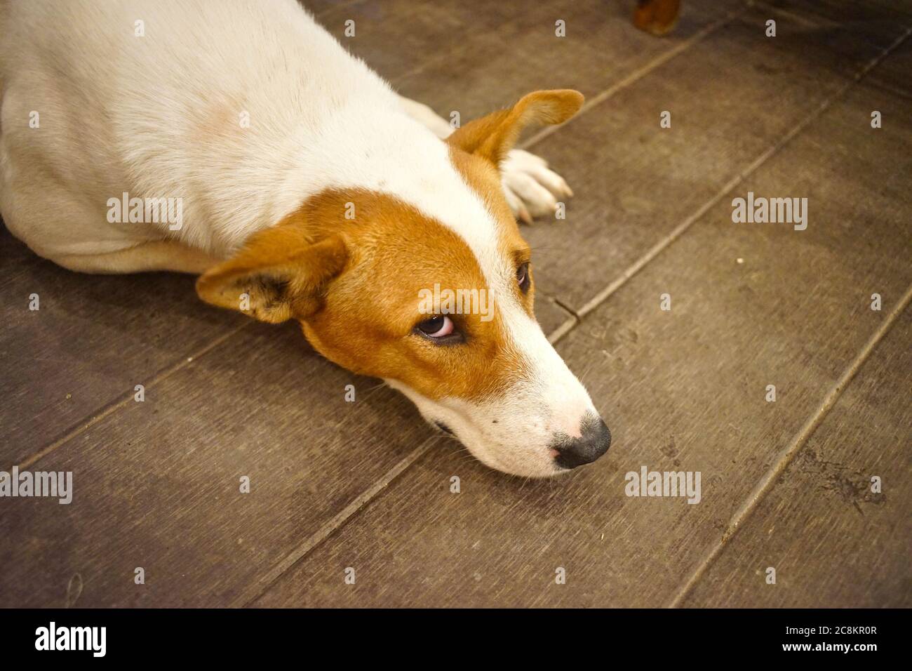 Poor dog is lying on the side of the road Stock Photo - Alamy