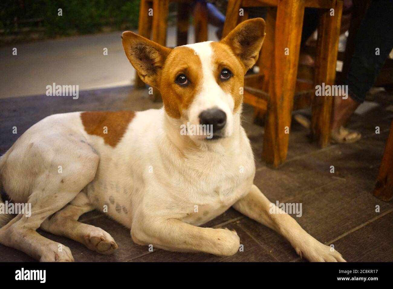 Poor Dog High Resolution Stock Photography and Images - Alamy