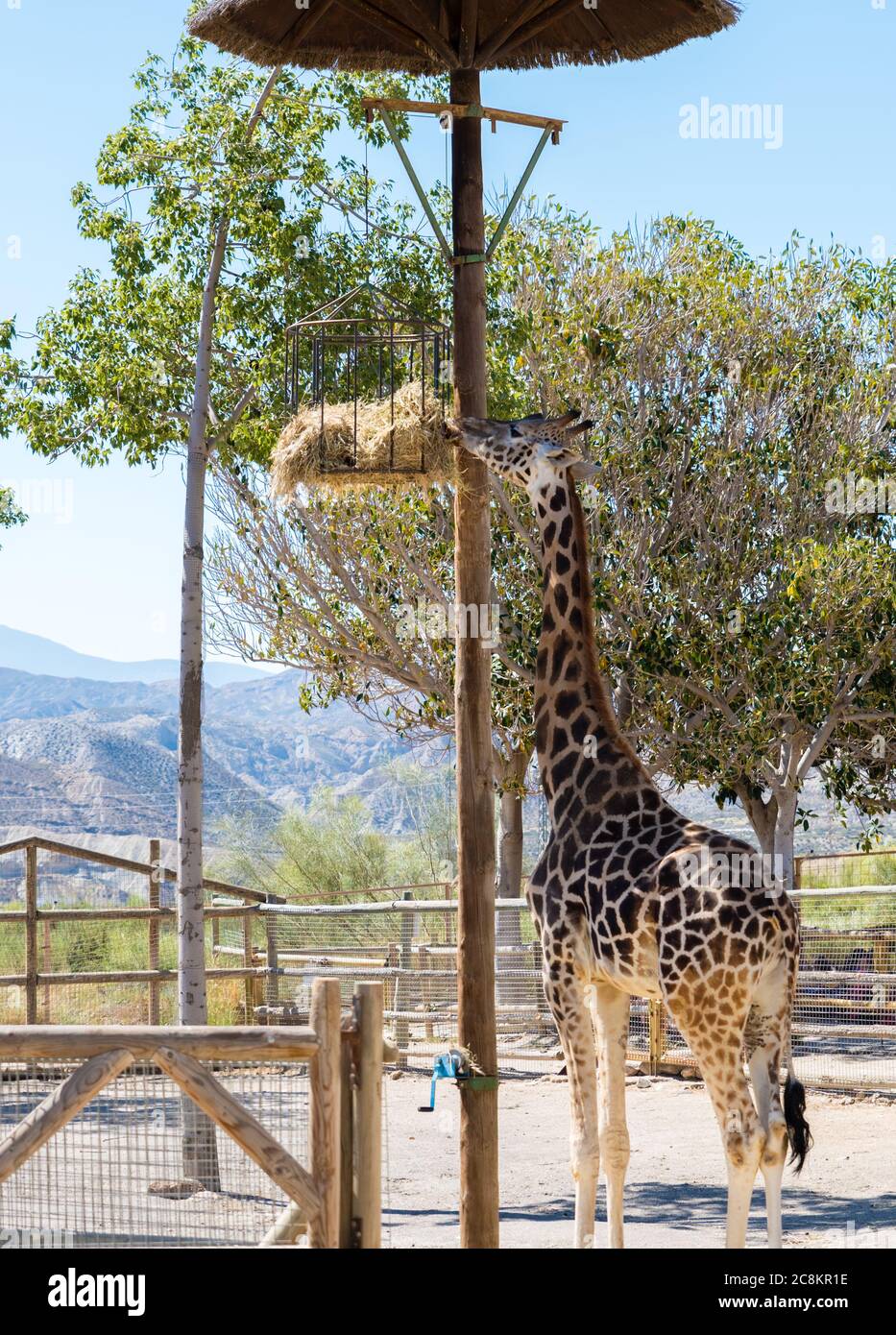 Giraffe eat tree hi-res stock photography and images - Alamy