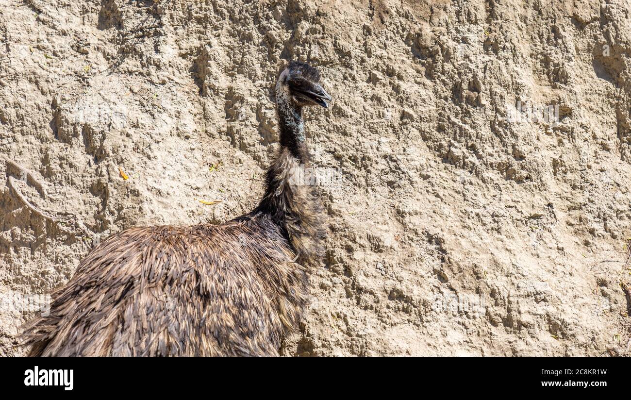 Emu (Dromaius novaehollandiae). Wildlife animal Stock Photo - Alamy