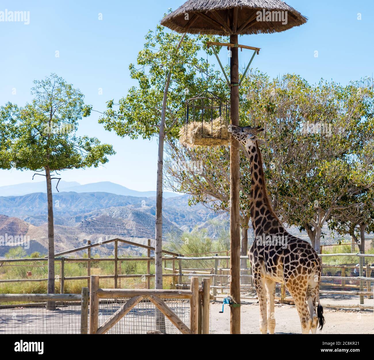 Giraffe and tree hi-res stock photography and images - Alamy
