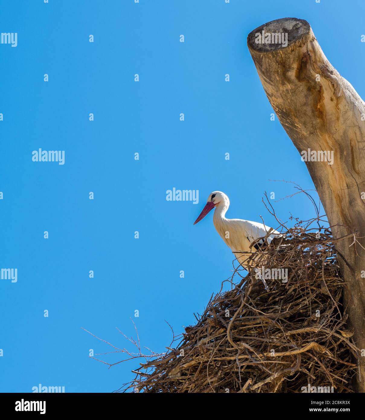 Skeleton rock in mouth hi-res stock photography and images - Alamy