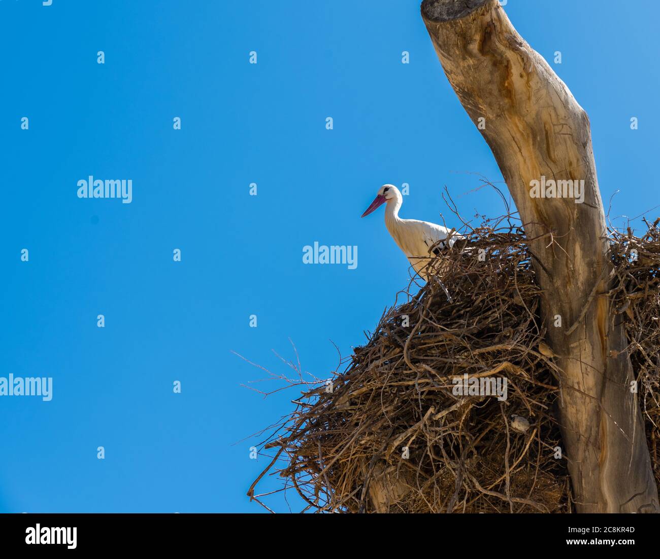 Nest fossil hi-res stock photography and images - Alamy