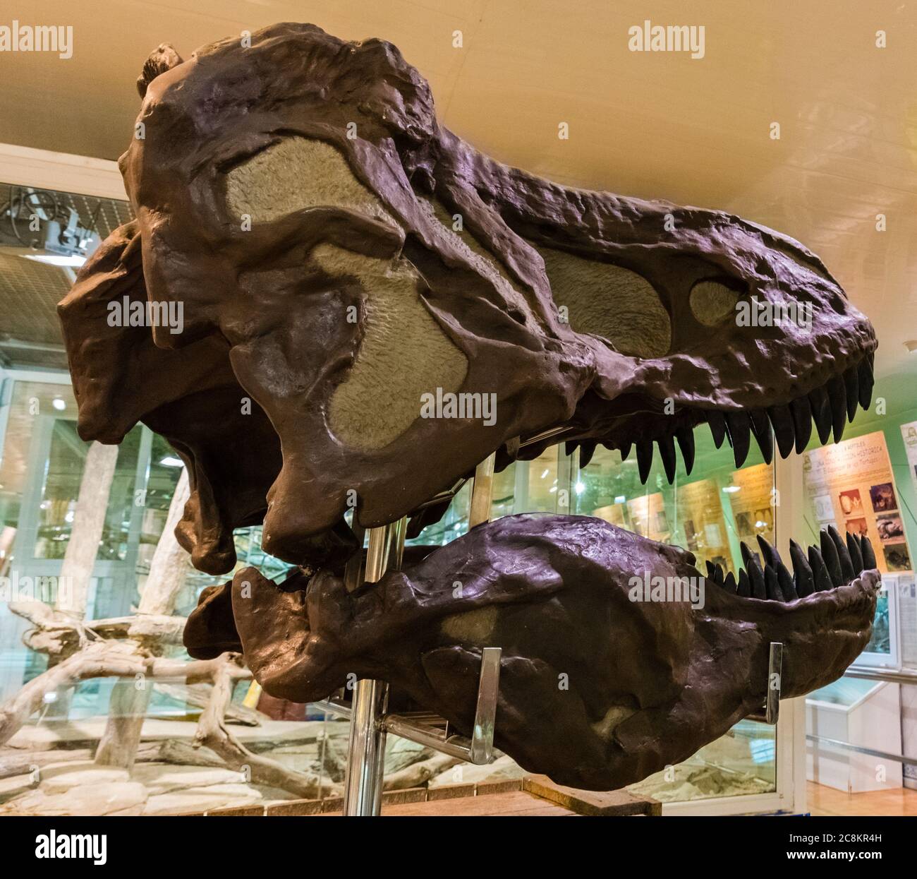 fossil dinosaur head in museum Stock Photo - Alamy