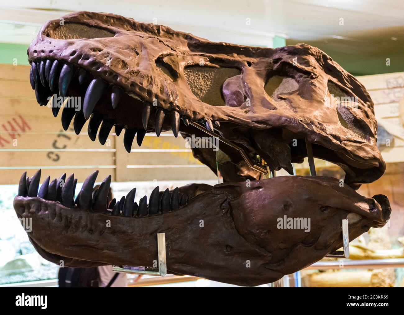 fossil dinosaur head in museum Stock Photo - Alamy