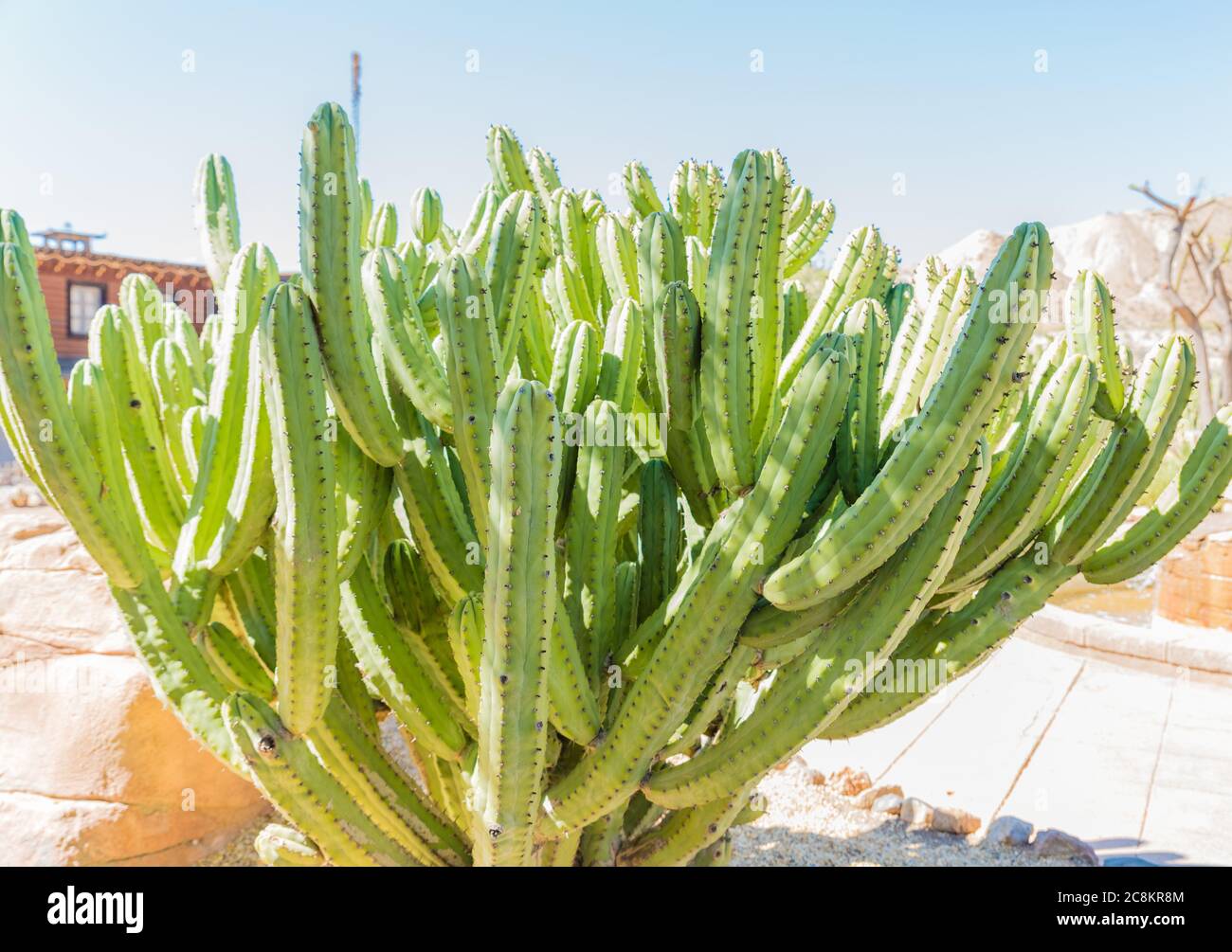 Cacti cultivation hi-res stock photography and images - Alamy