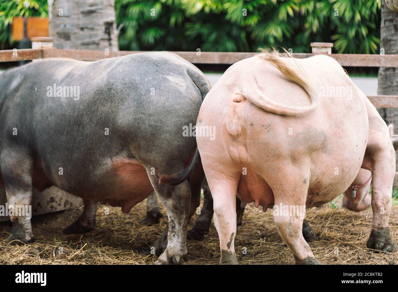 The closed up texture ass of the white buffalo Stock Photo - Alamy