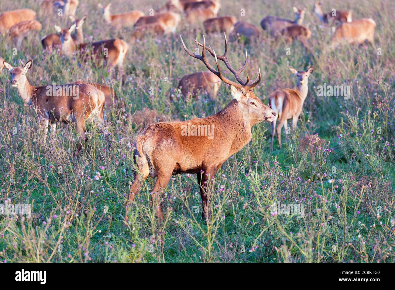 Dutch national park Oostvaardersplassen with male deer and harem flock ...