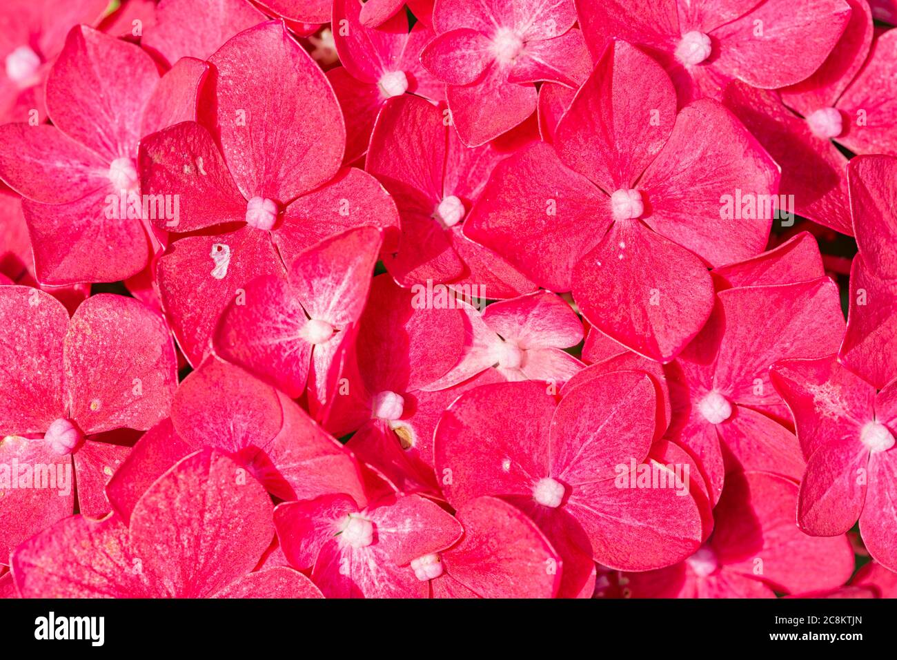 Red colorful background of beautiful Hortensia flowers Stock Photo - Alamy