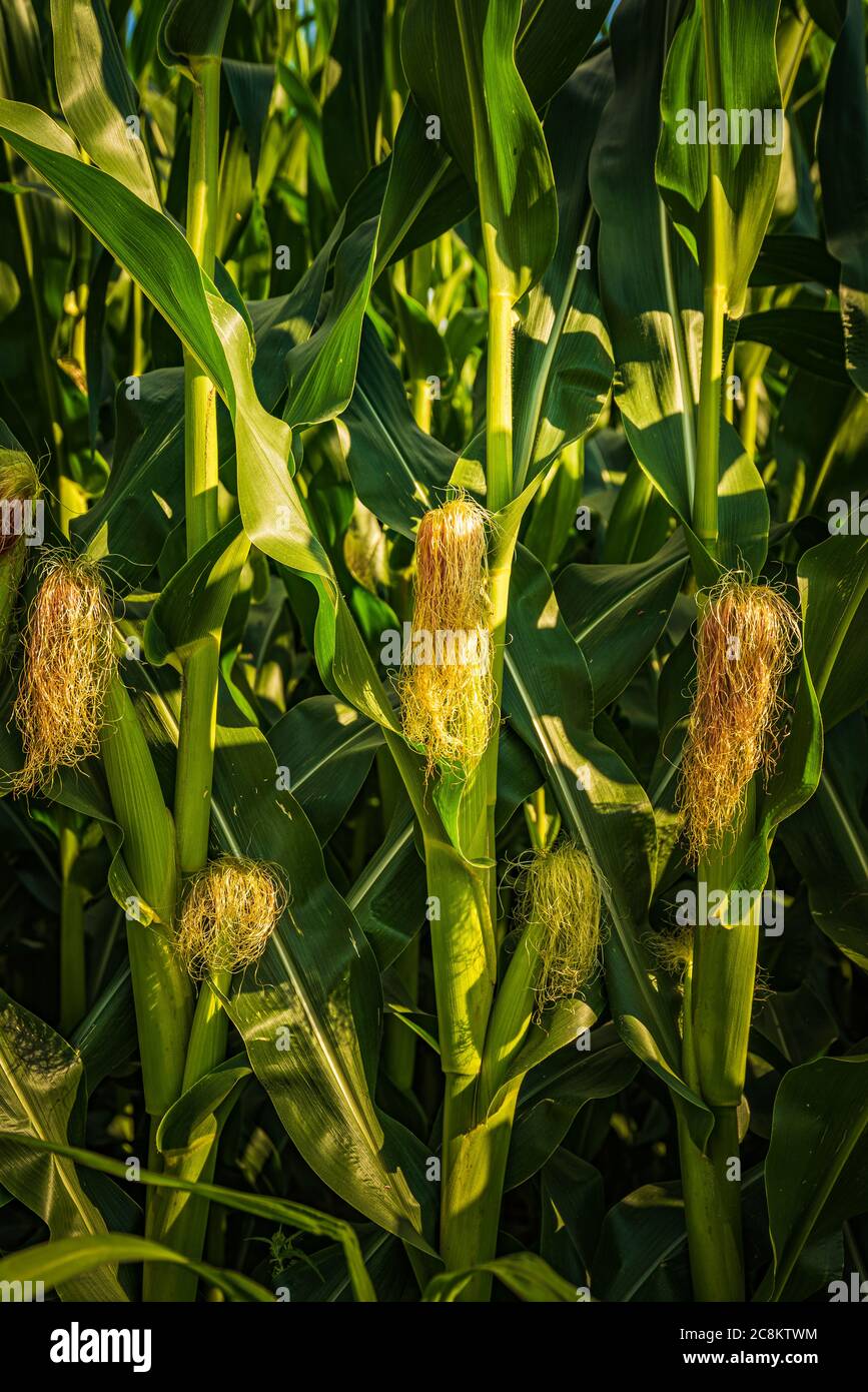 Young cob corn on the stalk. Maize field background Stock Photo - Alamy