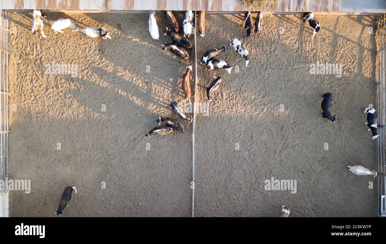 Aerial view of cows and calves in the farm. They feed in the barn Stock ...