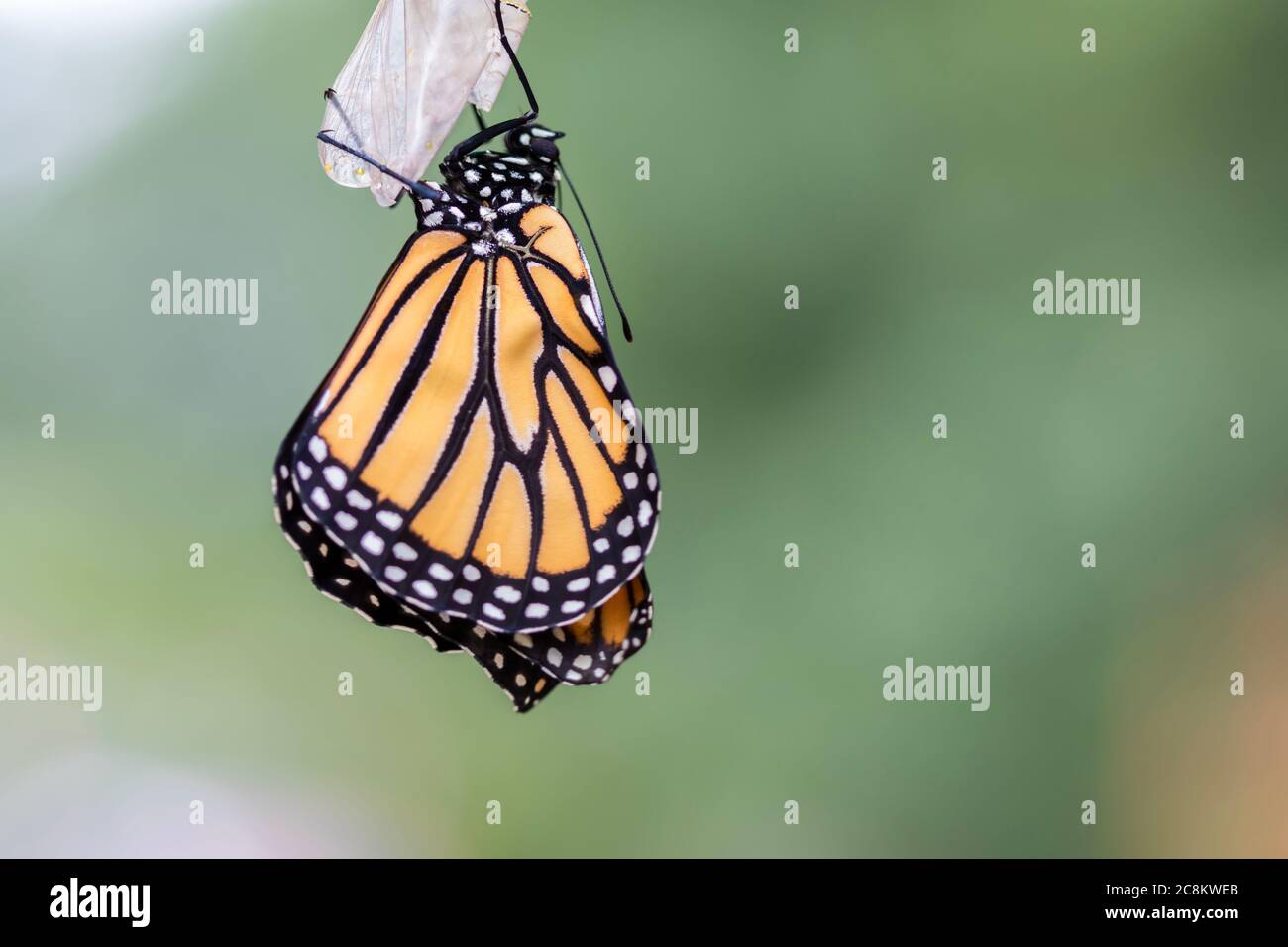 Monarch pupae stages hi-res stock photography and images - Alamy