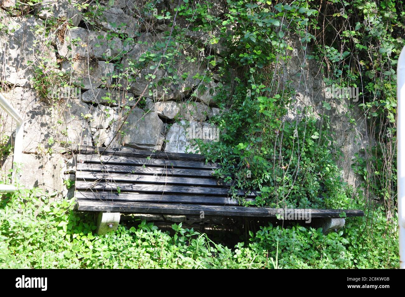 Still life with a wooden bench and a wall of ivy. Wooden bench on the ...