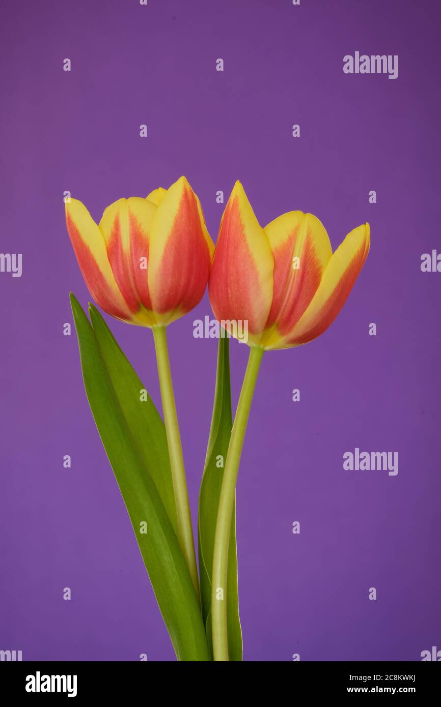 Two colour tulips hi-res stock photography and images - Alamy