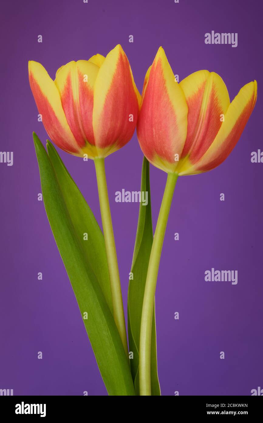Two colour petals hi-res stock photography and images - Alamy