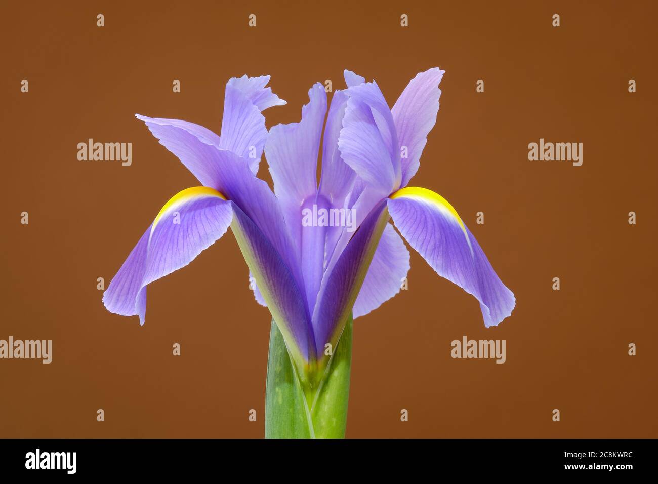 Iris stem hi-res stock photography and images - Alamy