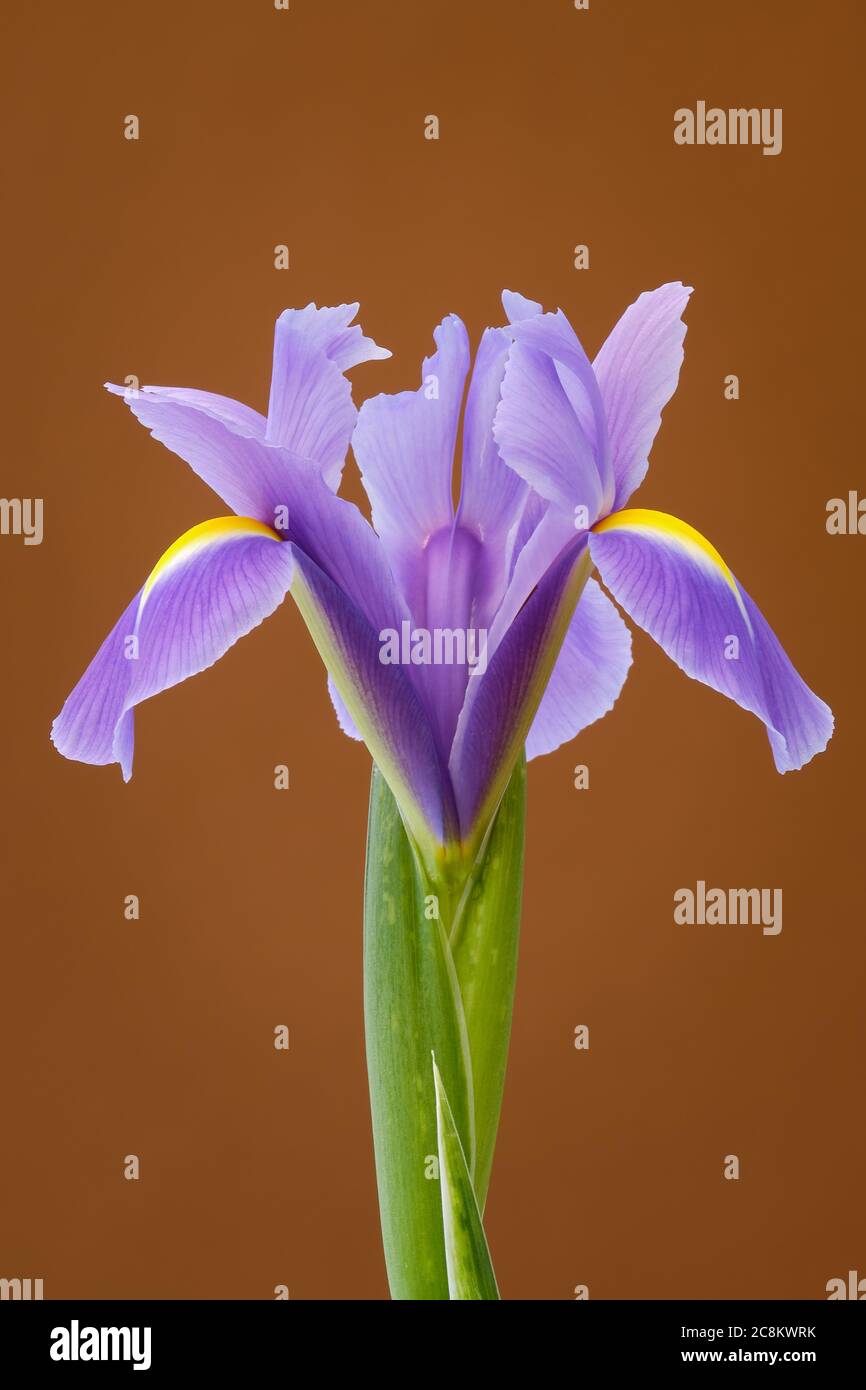 Iris stem hi-res stock photography and images - Alamy