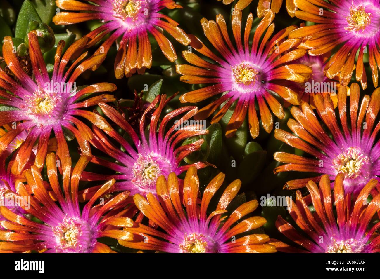 Fire Spinner Flowers of Ice Plant (Delosperma spec Stock Photo - Alamy