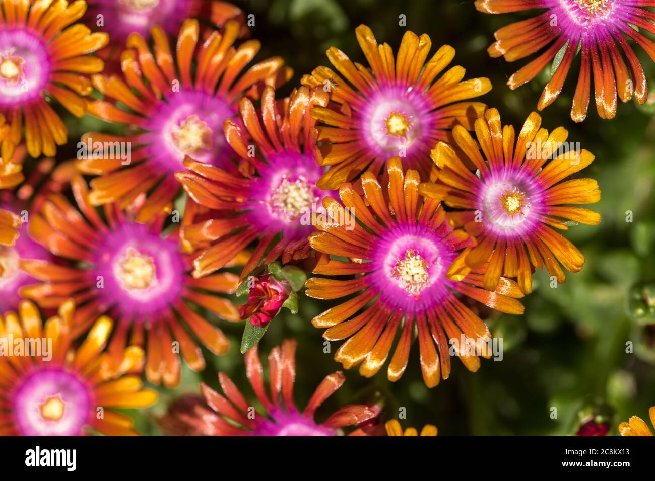Fire Spinner Flowers of Ice Plant (Delosperma spec Stock Photo - Alamy