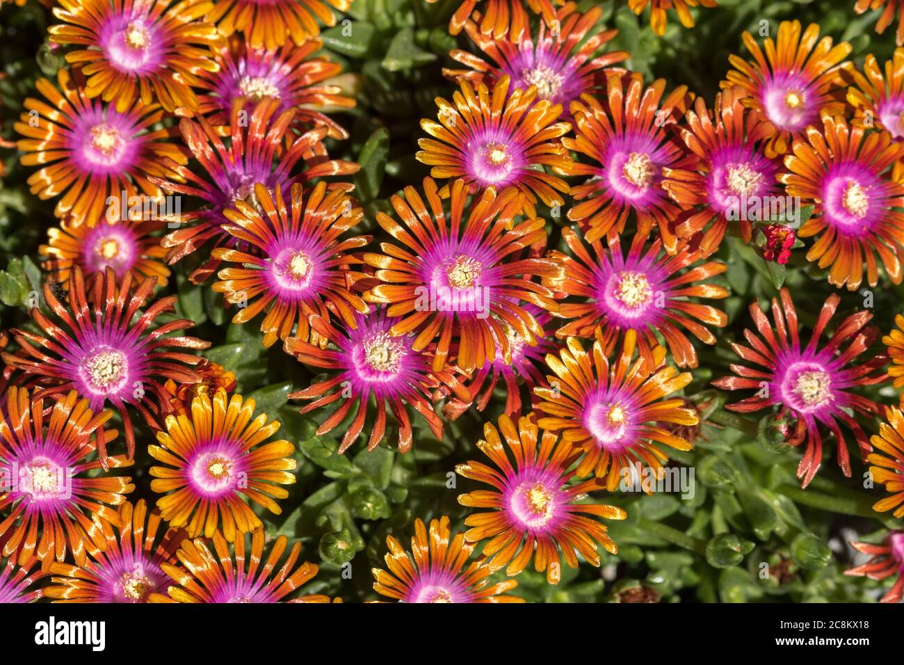 Fire Spinner Flowers of Ice Plant (Delosperma spec Stock Photo - Alamy
