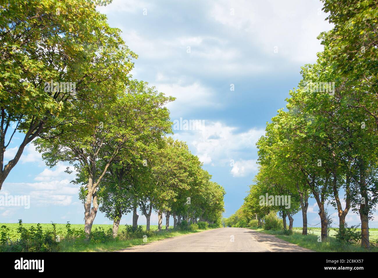 Green Trees Along Country Road . Travel through country places Stock ...