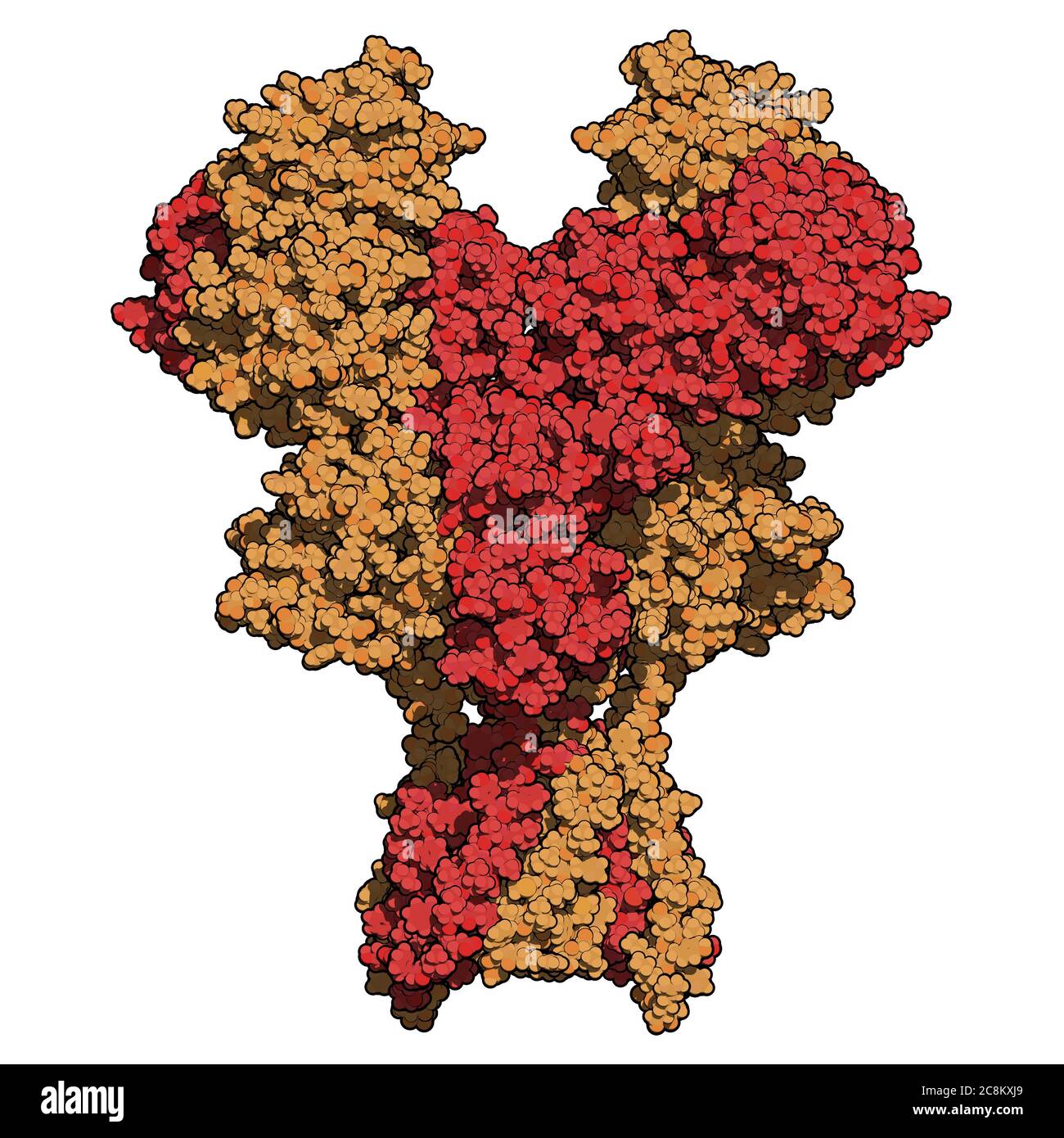 NMDA receptor (ionotropic glutamate receptor). Structure of the human ...
