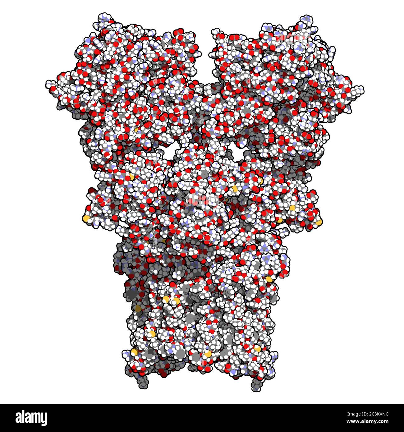 AMPA receptor (ionotropic glutamate receptor). Structure of the rat ...