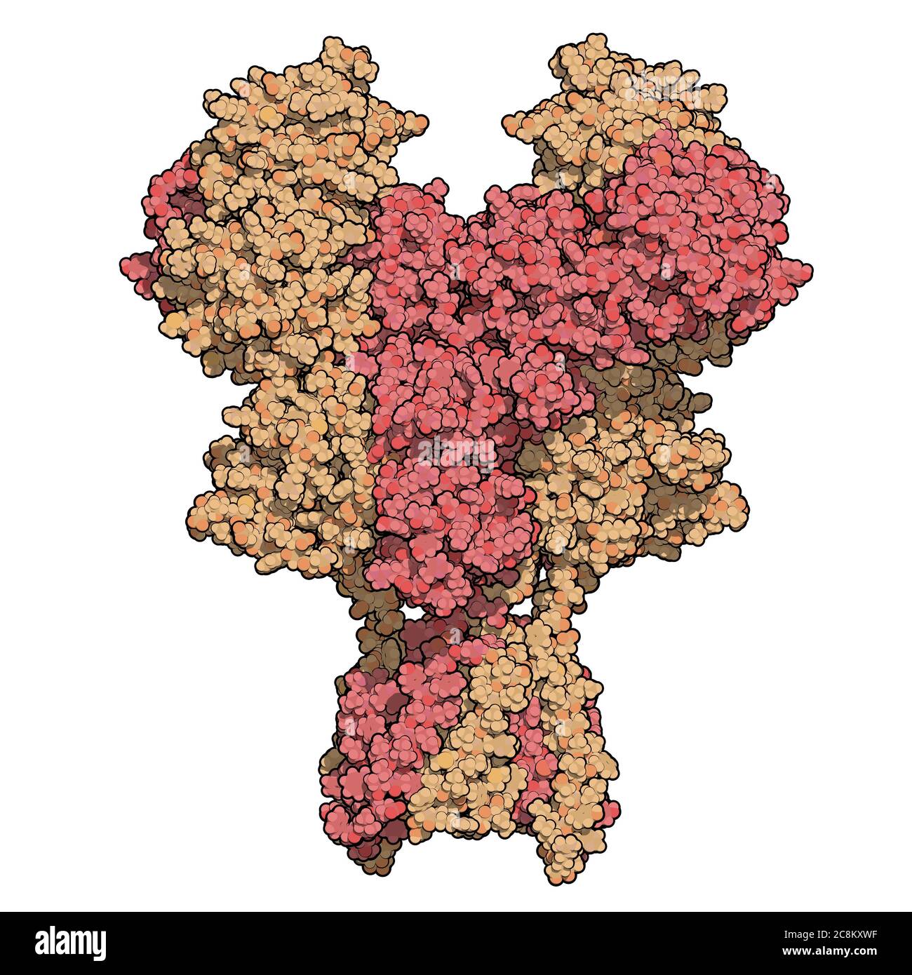 NMDA receptor (ionotropic glutamate receptor). Structure of the human ...