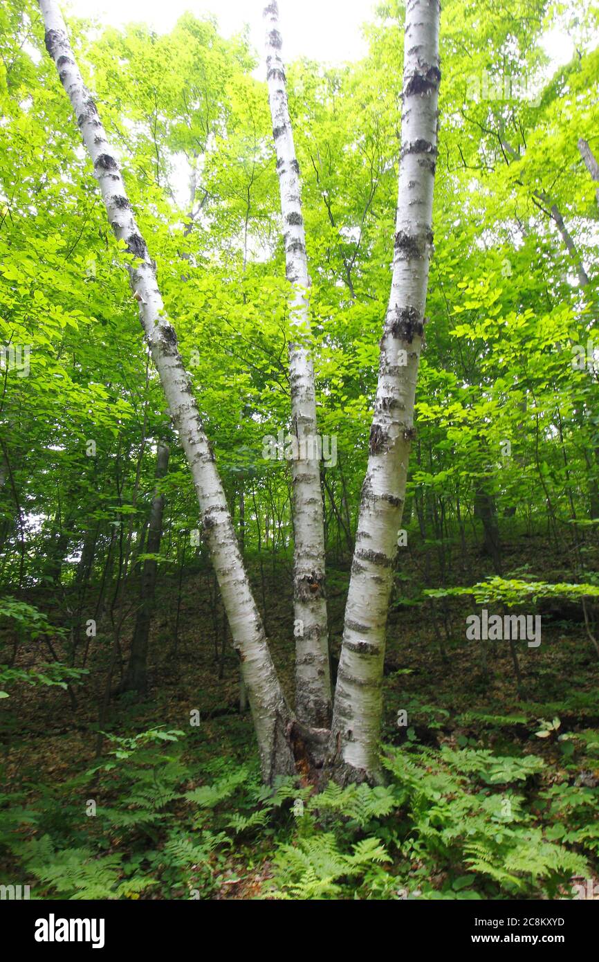 Pyramid Point Hiking Trail, Sleeping Bear Dunes National Lakeshore ...
