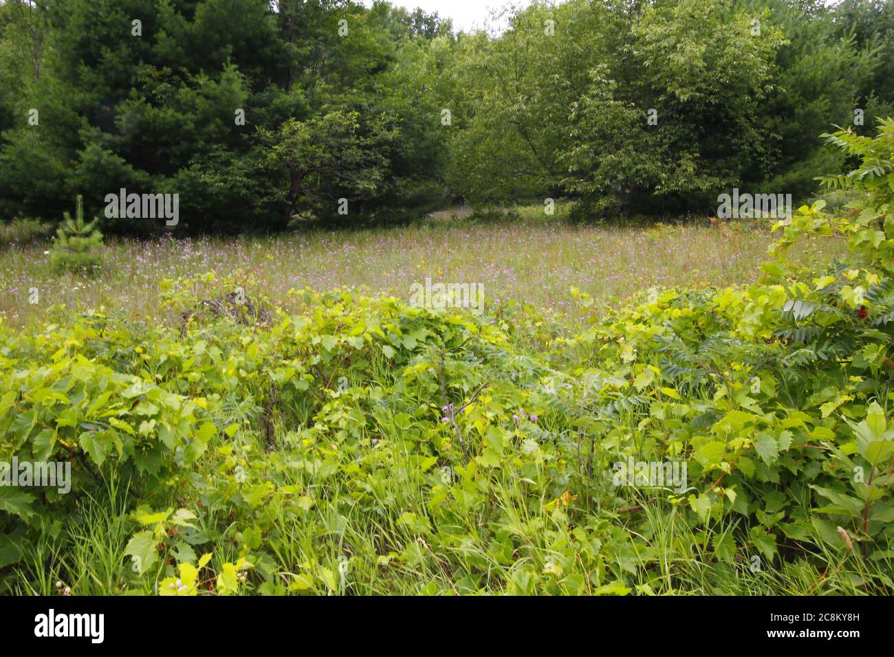 Pyramid Point Hiking Trail, Sleeping Bear Dunes National Lakeshore ...