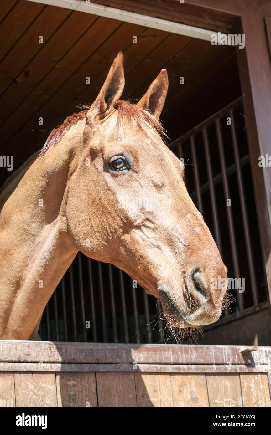 Thoroughbred champagne color in window of stable horse portrait ...